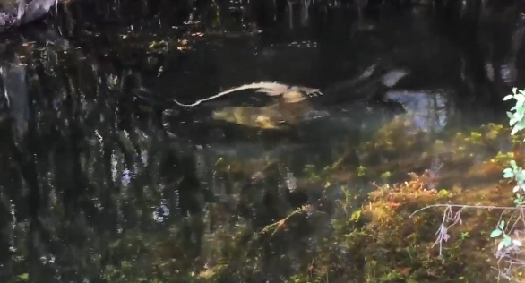 Burmese python strangling alligator captured on video - WSVN 7News ...