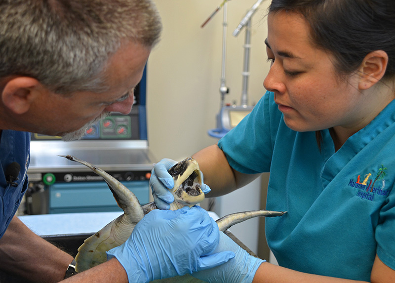 ‘Cold-stunned’ sea turtles warming up at Florida Keys turtle hospital ...
