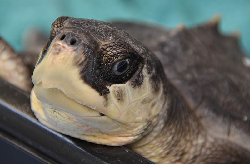 Massachusetts turtles released into waters off Florida coast - WSVN ...