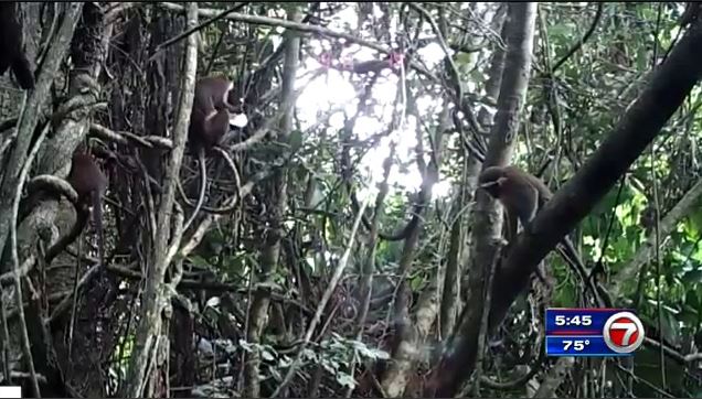 FAU researchers capture video of extremely rare monkey – WSVN 7News ...