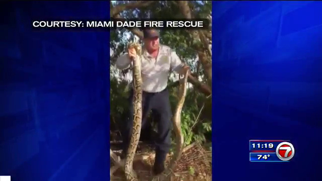 Crews catch 10-foot Burmese python near Homestead golf course - WSVN ...