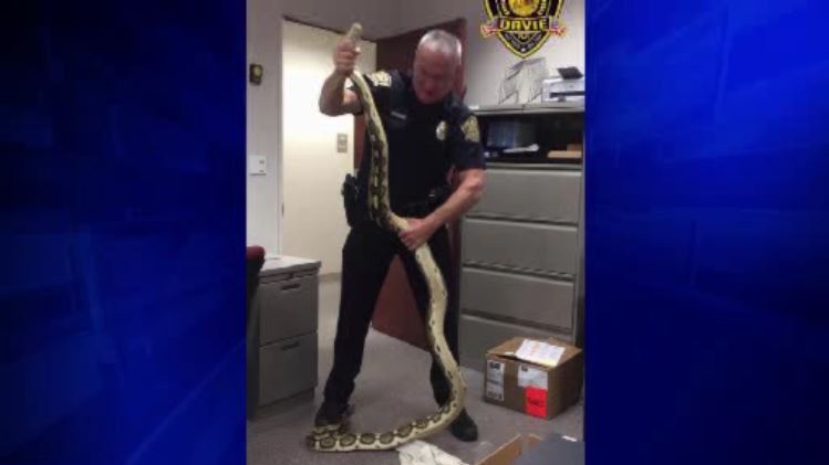 Davie Police untangle python stuck in car engine - WSVN 7News | Miami ...
