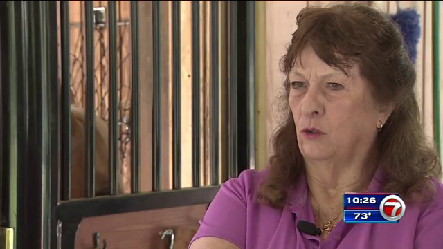 Stuck with a Lame Horse? - WSVN 7News | Miami News, Weather, Sports ...