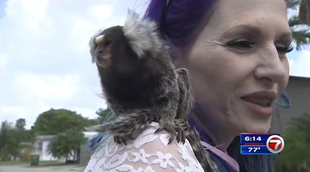 Pet monkey reunited with Homestead woman days after being stolen - WSVN ...