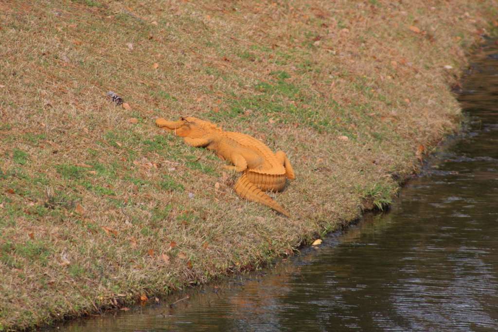 Orange alligator spotted in South Carolina - WSVN 7News | Miami News ...