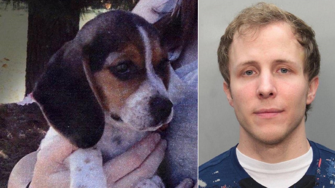 Miami Beach man accused of beating puppy to death avoids jail time ...