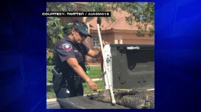 Police capture alligator in Pembroke Pines neighborhood - WSVN 7News ...