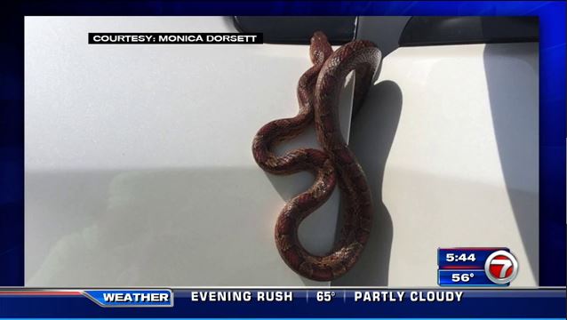 Woman ‘almost crashed car’ when snake slithered from vent - WSVN 7News ...