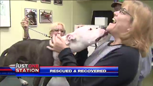 ‘Miracle’ dog finds forever home after recovery at local animal clinic ...