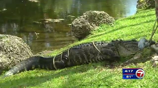 Alligator tied to tree in SW Miami-Dade community – WSVN 7News | Miami ...