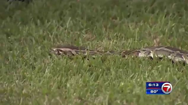 Hunters search Everglades for invasive Burmese pythons - WSVN 7News ...