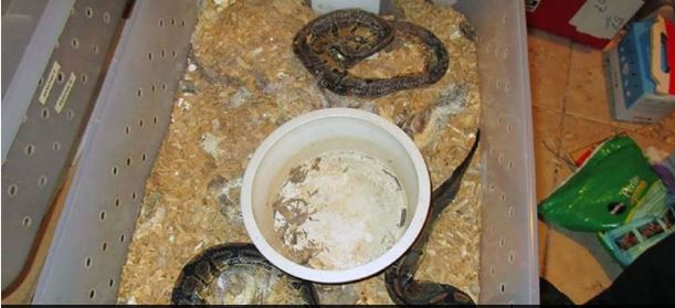 100 dead ball pythons found in South Florida home - WSVN 7News | Miami ...