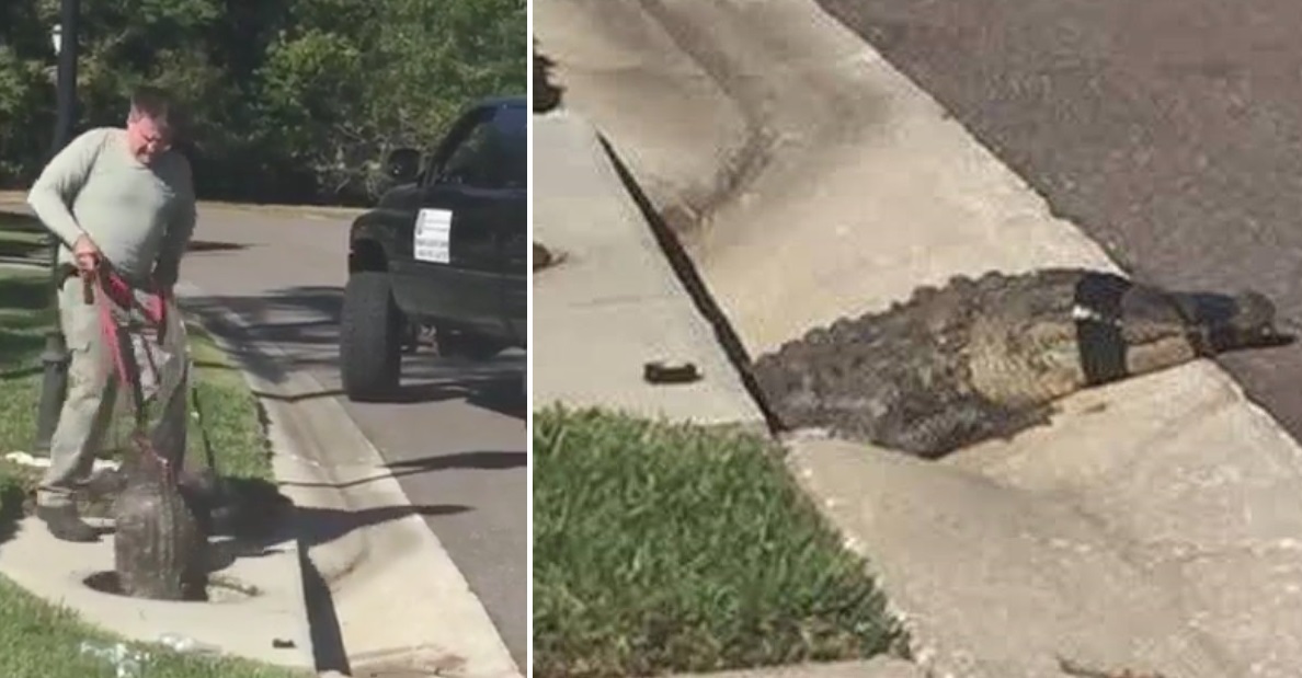 Alligator ‘rescued’ from central Florida storm drain - WSVN 7News ...