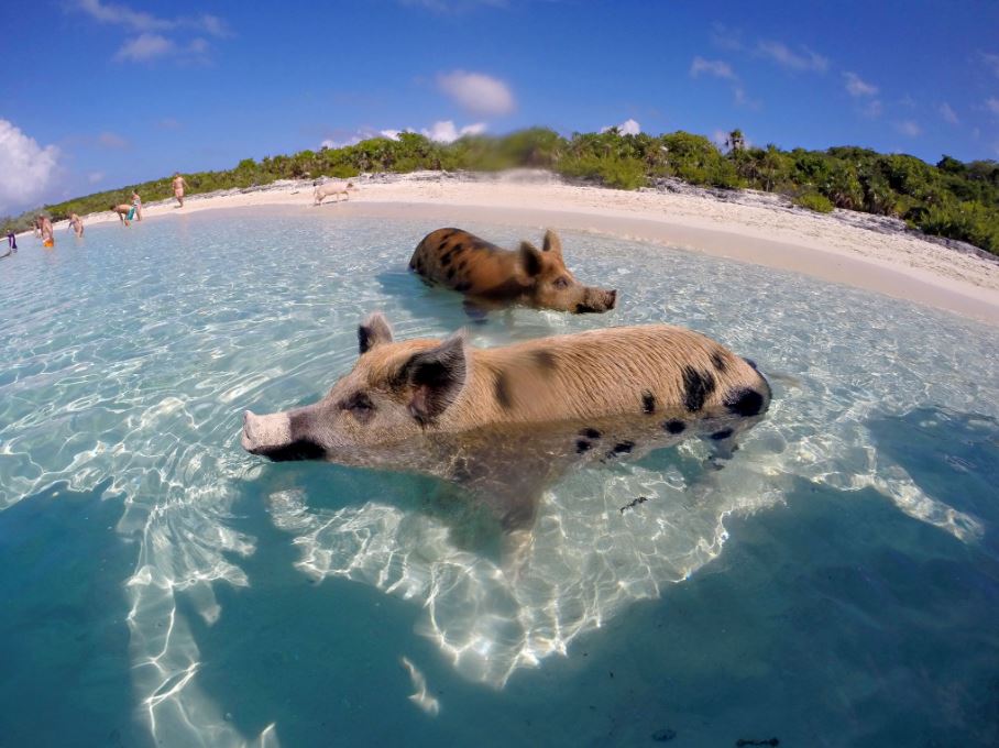 Tourists blamed for deaths of Bahamas’ famous swimming pigs - WSVN ...