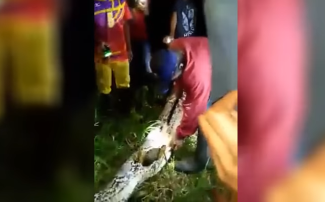 Indonesia man swallowed by python, villagers and reports say - WSVN ...