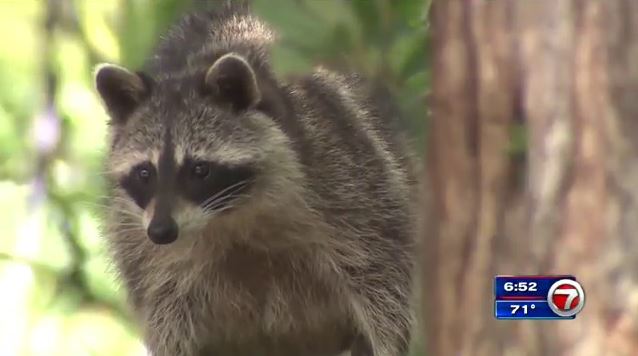 Rabies zone extended in Miami-Dade County - WSVN 7News | Miami News ...