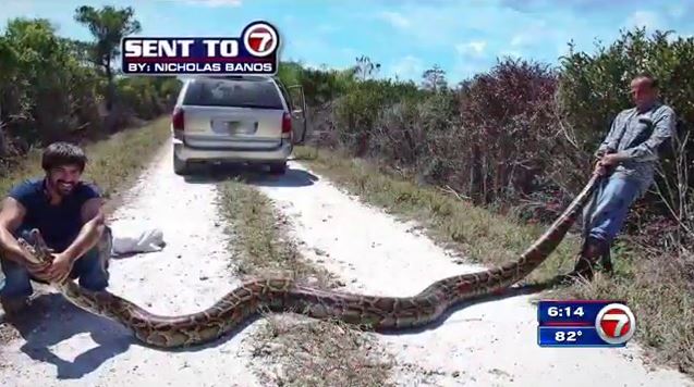 2 hunters catch 15-foot python during Everglades’ Python Challenge ...