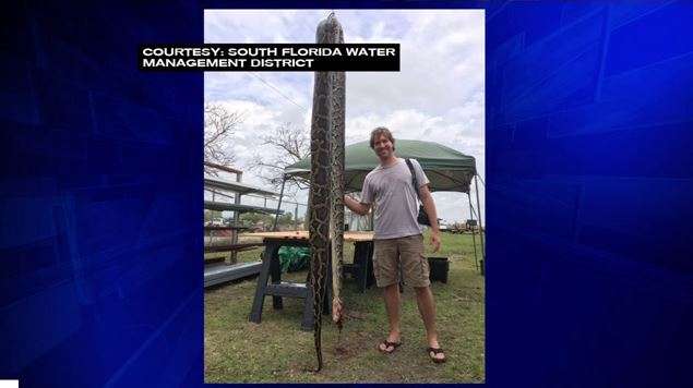 Hunter nets $350 for catching 15-foot-10-inch python in Everglades ...