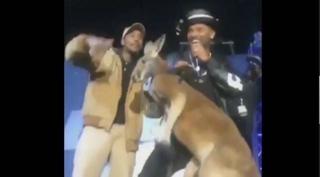 Mike Epps sorry for dancing with kangaroo on Detroit stage - WSVN 7News ...