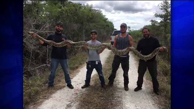 Hunters catch 15-foot python near Big Cypress Park - WSVN 7News | Miami ...