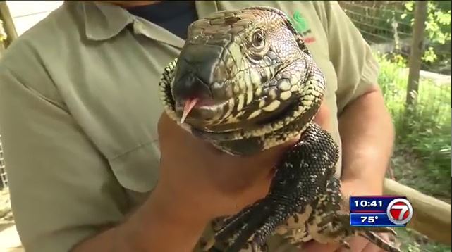 Wildlife officials warn of giant Tegu lizards roaming Tampa - WSVN ...