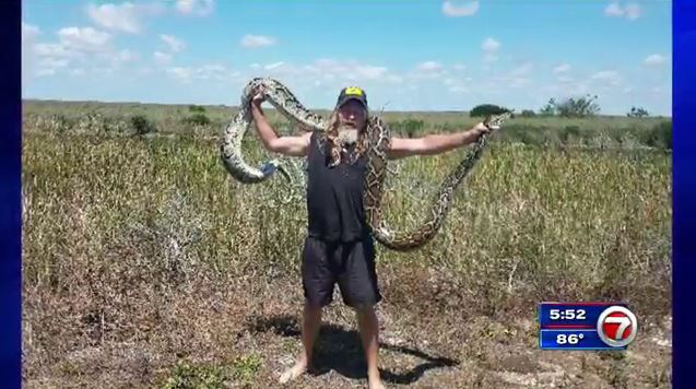 Hunter captures 14-foot python in Everglades - WSVN 7News | Miami News ...