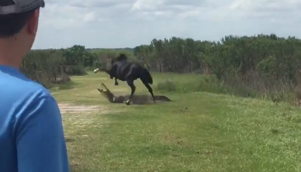 Video captures wild horse attacking alligator in Florida park - WSVN ...