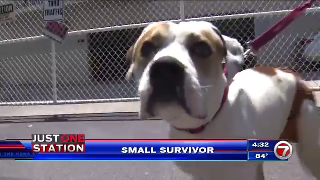 Dog that survived Homestead hit-and-run seeking forever home - WSVN ...