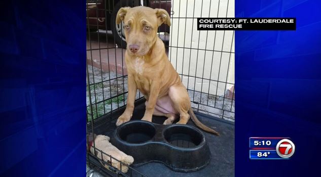 Firefighters rescue dog from house fire - WSVN 7News | Miami News ...