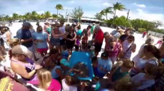 Loggerhead released to sea in Key West after treatment - WSVN 7News ...