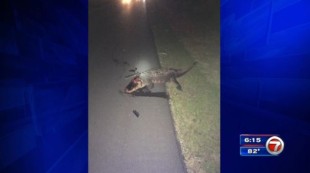 Alligator crash in South Florida sends car flying - WSVN 7News | Miami ...