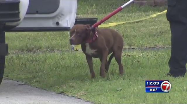 Man, dog shot during armed home invasion in Miramar - WSVN 7News ...