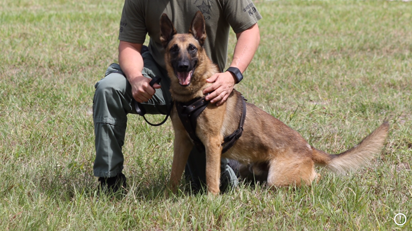 BSO K9 shot, killed after being mistaken for coyote - WSVN 7News ...