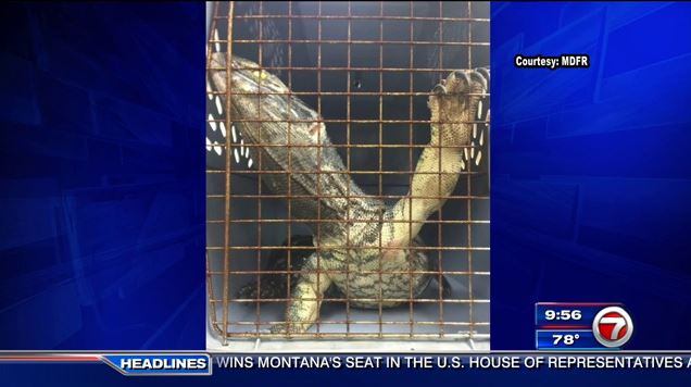 Venomous lizard found aboard cargo plane at Miami airport – WSVN 7News ...
