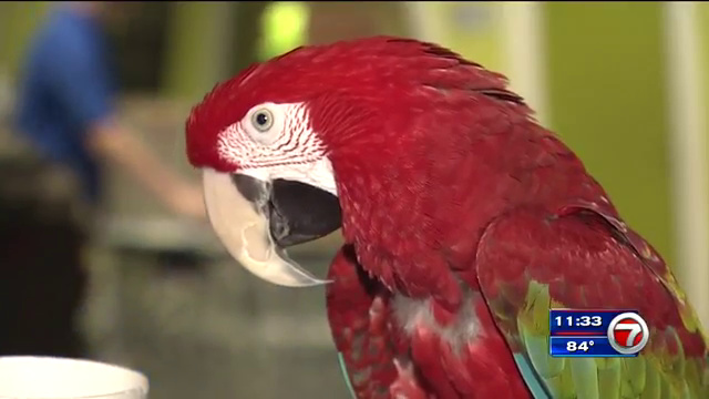 Exotic bird exhibit takes flight at Museum of Discovery - WSVN 7News ...