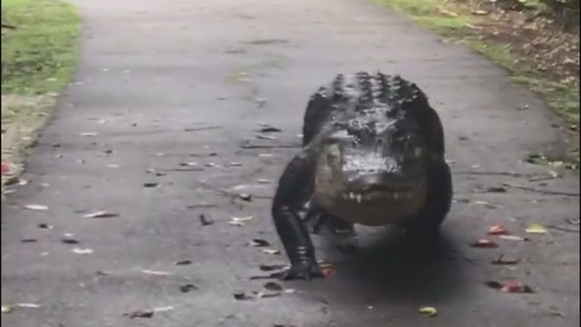 Giant gator captured on camera taking stroll through Big Cypress - WSVN ...