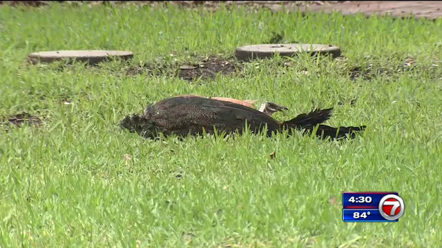 Peacock Found Shot Dead In Coconut Grove Wsvn 7news Miami News