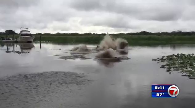 Viral video shows possible manatee disturbance – WSVN 7News | Miami ... Viral video shows possible manatee disturbance – WSVN 7News | Miami ...