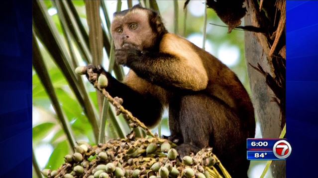 Miami-Dade – Page 2236 – WSVN 7News | Miami News, Weather, Sports ...