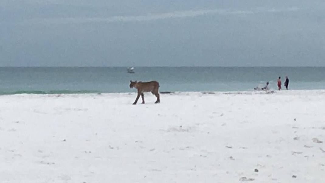 Bobcat spotted strolling on Florida beach - WSVN 7News | Miami News ...