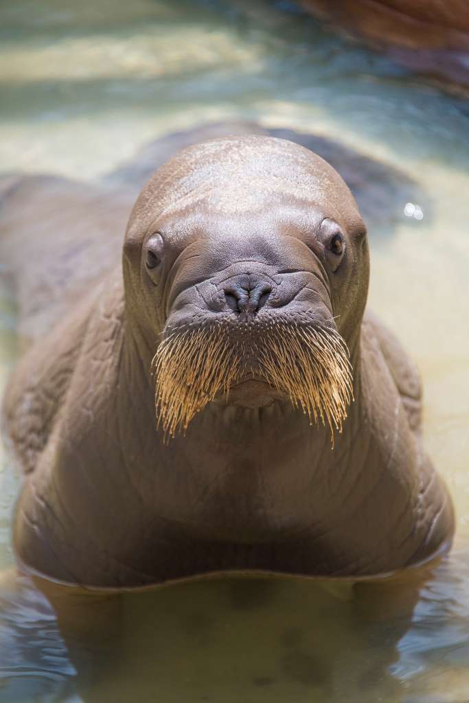 Baby walrus born at SeaWorld Orlando - WSVN 7News | Miami News, Weather ...