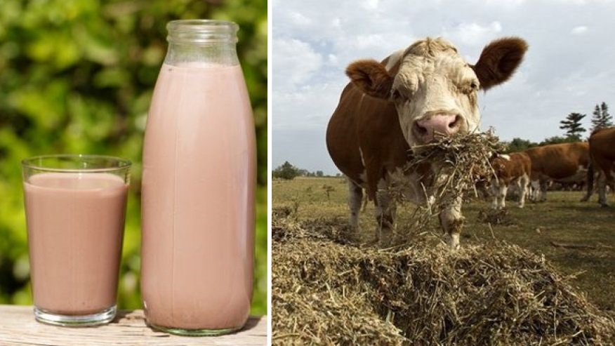 Over 16 million American adults think chocolate milk comes from brown cows, survey finds - WSVN ...