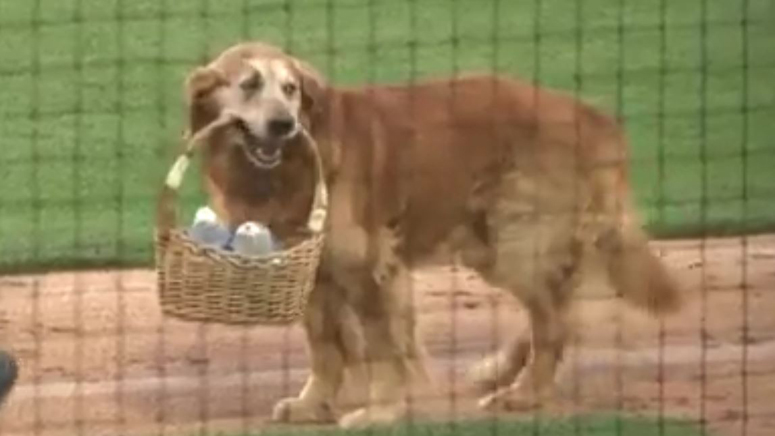 Adorable golden retriever brings water to umpires during baseball game ...