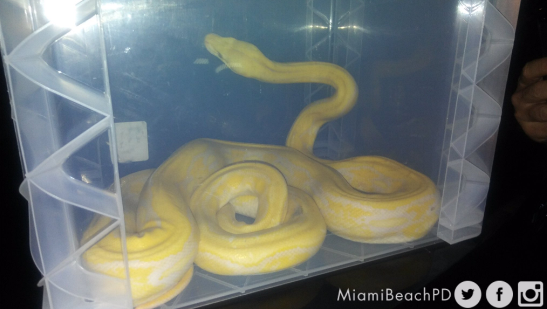 Miami Beach Police capture loose python in South Beach - WSVN 7News ...
