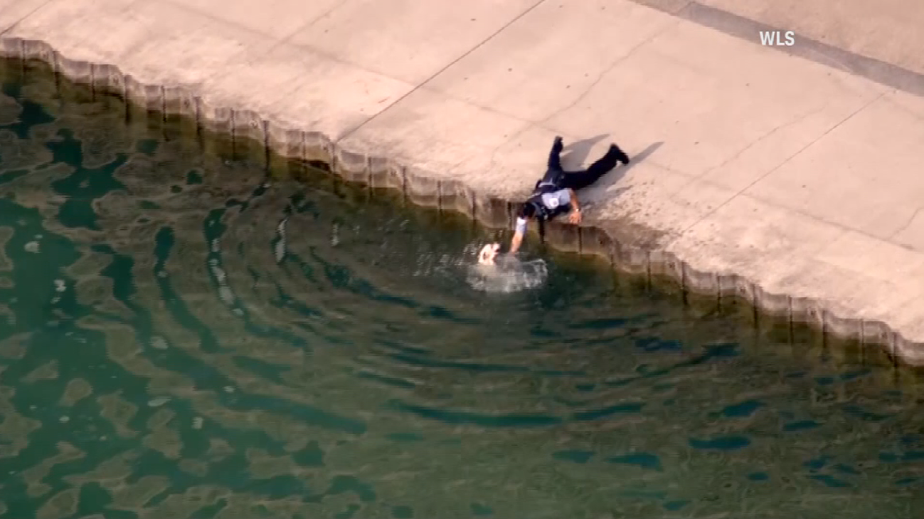 Police officer rescues dog from lake - WSVN 7News | Miami News, Weather ...