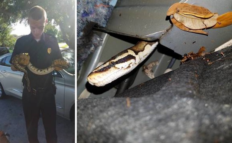 Snake takes up residence under car’s hood - WSVN 7News | Miami News ...