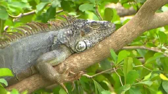 Florida moves to control booming, invasive iguanas - WSVN 7News | Miami ...
