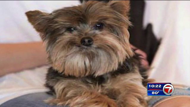 Friend or foe? Man seen putting missing Yorkie in car - WSVN 7News ...