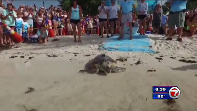Rehabilitated green sea turtle released off Florida Keys - WSVN 7News ...