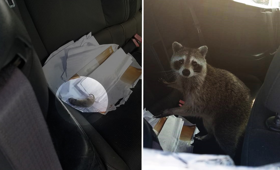 Raccoon gets busy in backseat of convertible, giving birth - WSVN 7News ...